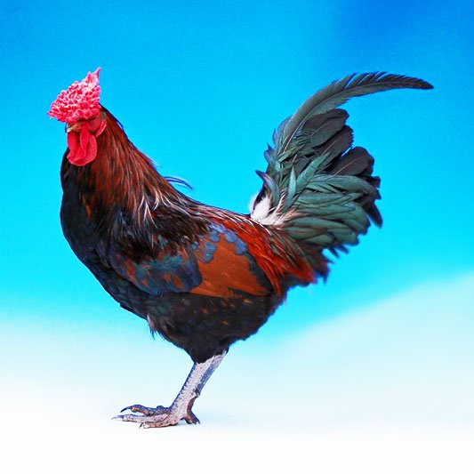 Derbyshire Redcap The Poultry Club