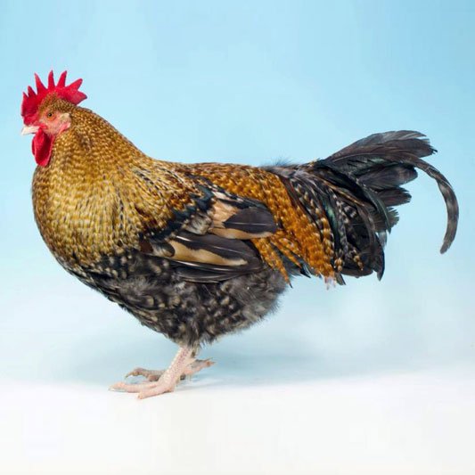 Soft Feather Heavy Chickens & The Poultry Club of Great Britain