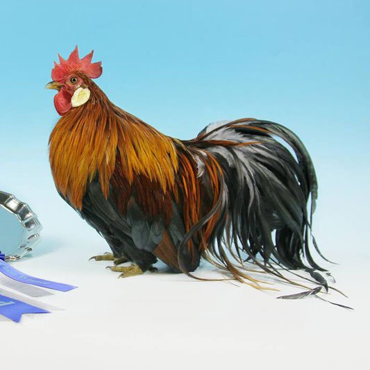 Rare True Bantam Chickens & The Poultry Club of Great Britain