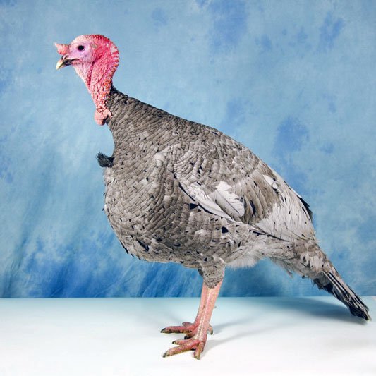 Slate & The Poultry Club of Great Britain